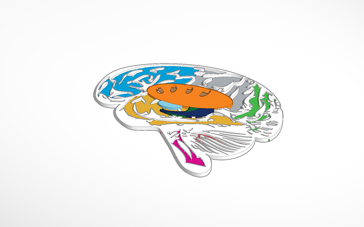 3D design Brain Project - Tinkercad