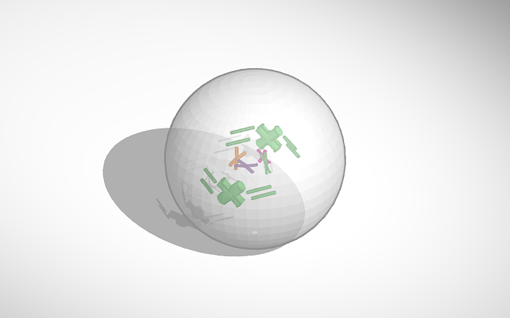 3D design Prophase - Tinkercad