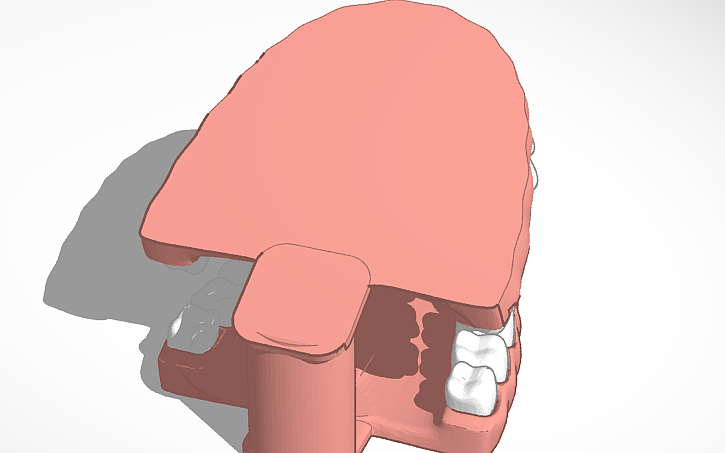 3D design Human Mouth Model 3D - Tinkercad