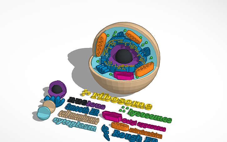 3D design Cell of animal - Tinkercad
