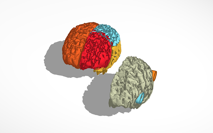 3D design Brain - Tinkercad