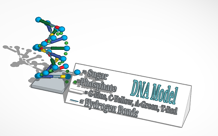 3D design DNA Design Project | Tinkercad