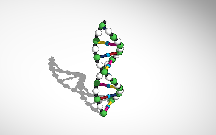 3D design Copy of DNA Model :D | Tinkercad
