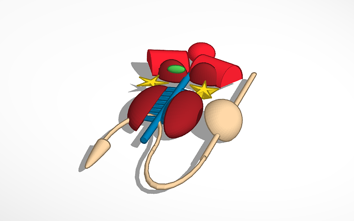3D design Frog Anatomy | Tinkercad