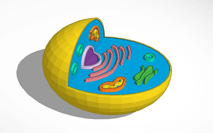 3D design Human Cell - Tinkercad