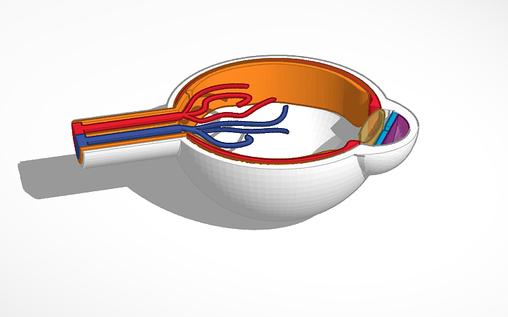 3D design Human Eye - Tinkercad