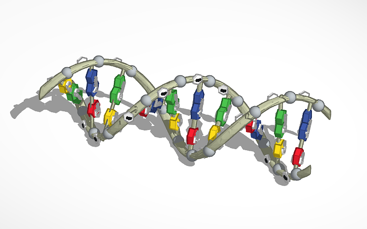 3D design Sci9_Michael Ironstone_DNA Model_Dec17_19 | Tinkercad