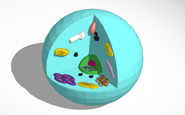 3D design Animal Cell | Tinkercad