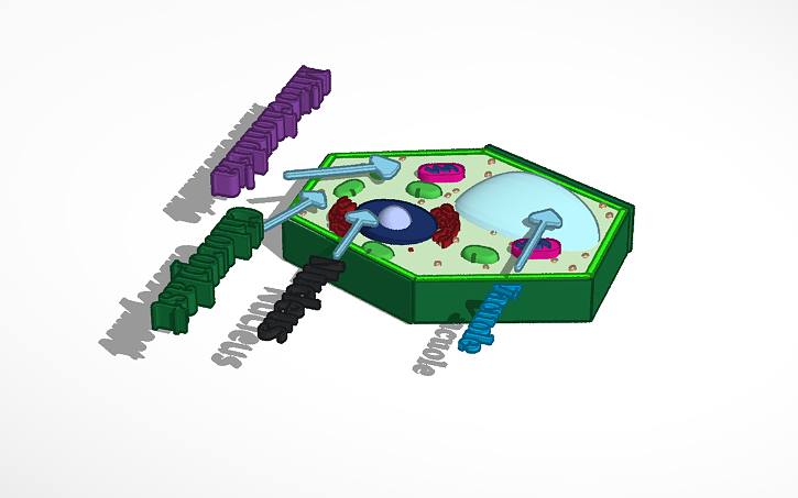 3D design Model of a Plant Cell - Tinkercad