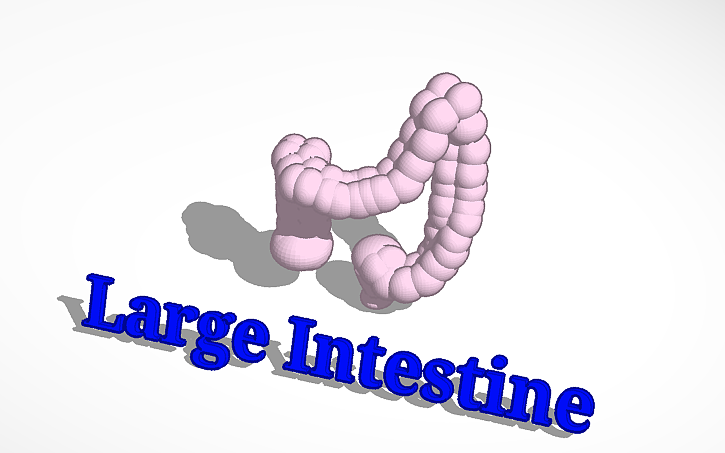 3D design Digestive Organ Model Project (Large Intestine) - Tinkercad