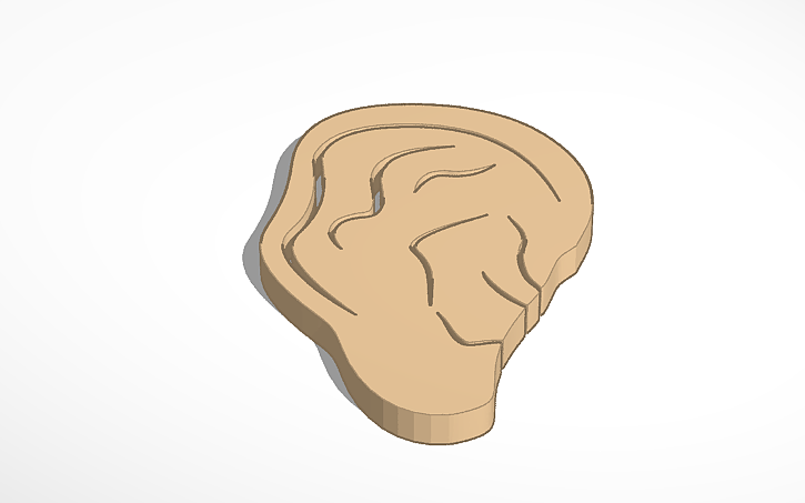 3D design Ear - Tinkercad