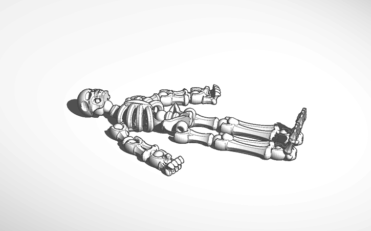 3D design Human Skeleton - Tinkercad