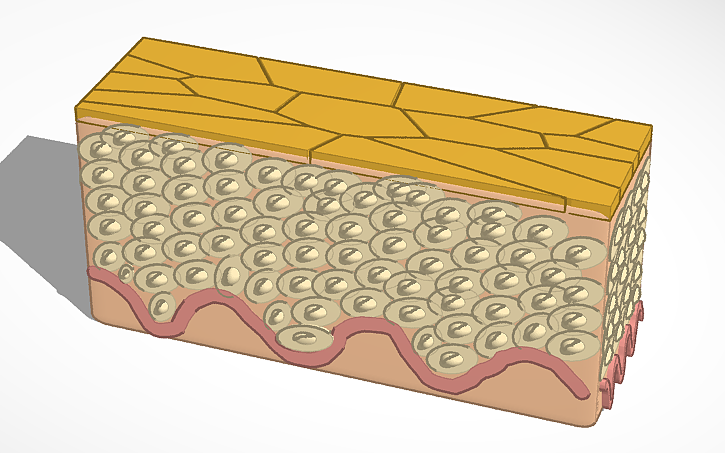 3D design tissue | Tinkercad