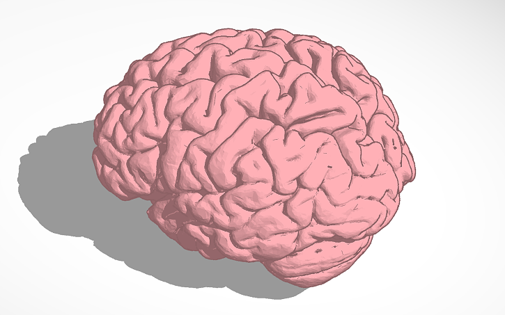 3d Design Brain After Smoking Tinkercad