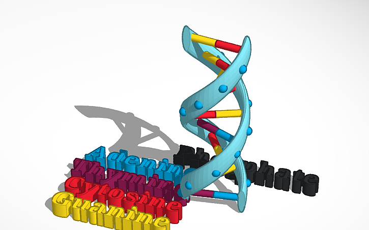3D design DNA project 2021 | Tinkercad