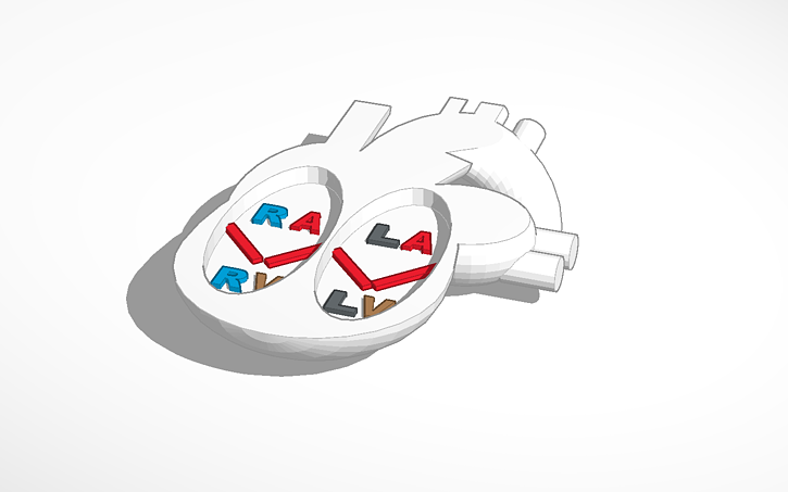 3D design doreen's human heart - Tinkercad