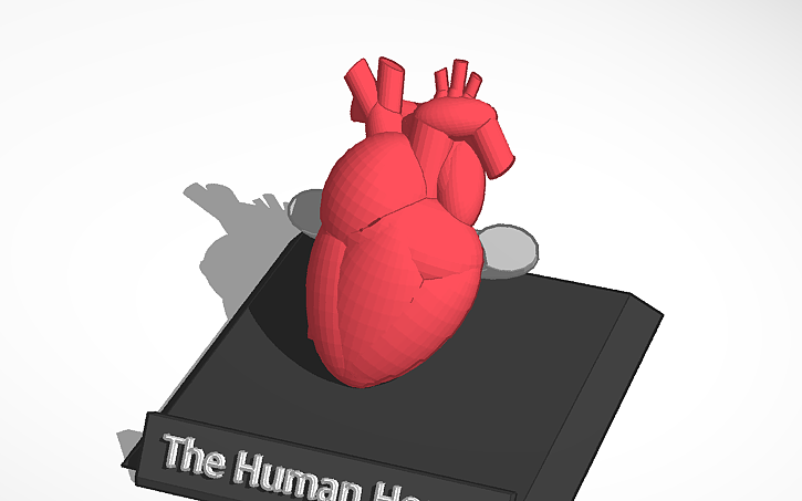 3D design The Human Heart - Tinkercad