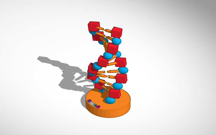 3D design DNA Model - Tinkercad