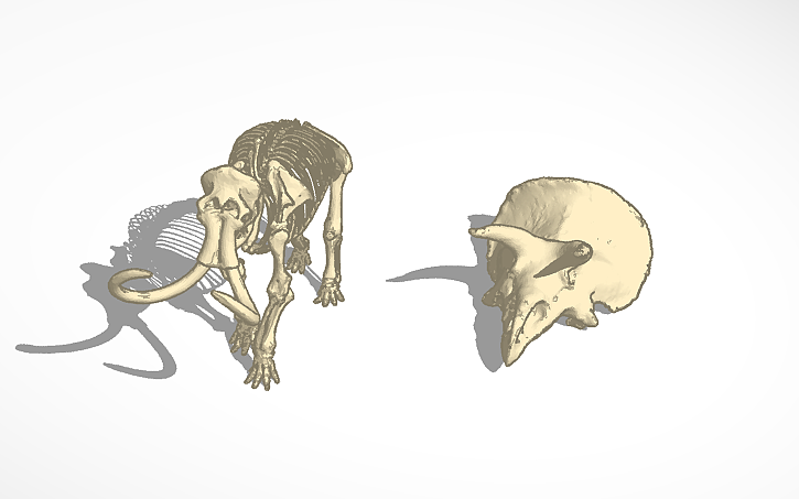 3D design fossil - Tinkercad