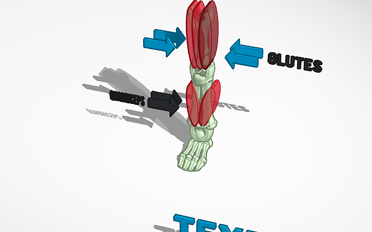 3D design muscular leg diagram - Tinkercad