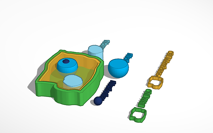 3D design Cell Model | Tinkercad