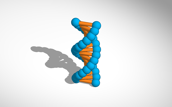 3D design ADN - Tinkercad