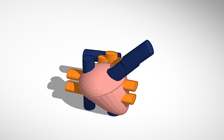 3D design HUMAN HEART - Tinkercad