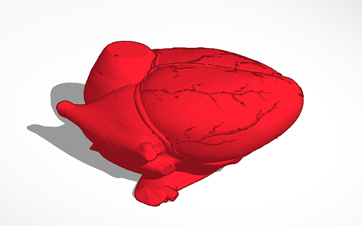 3D design EDC: Heart template | Tinkercad