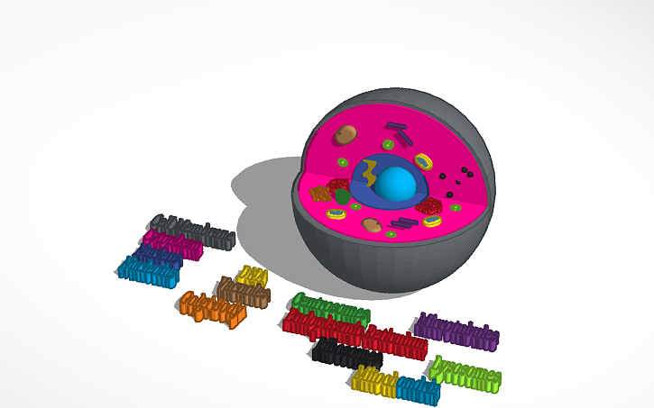 3D design Animal Cell - Tinkercad