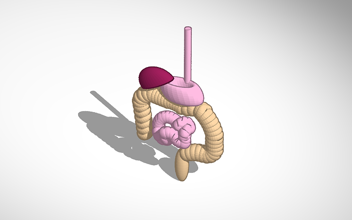 3D design Digestive System - Tinkercad