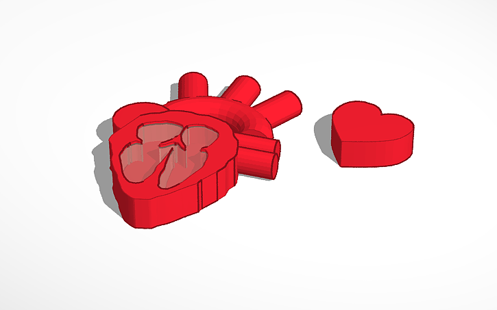 3D design Human Heart - Tinkercad