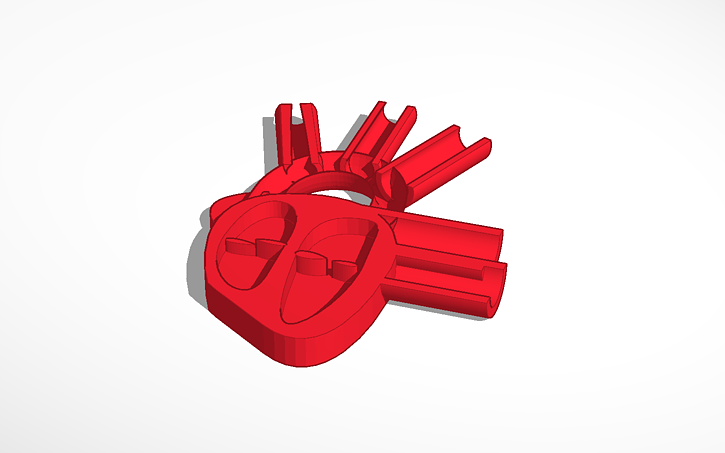 3D design Model of Human Heart by MEEEEEEEEEE | Tinkercad