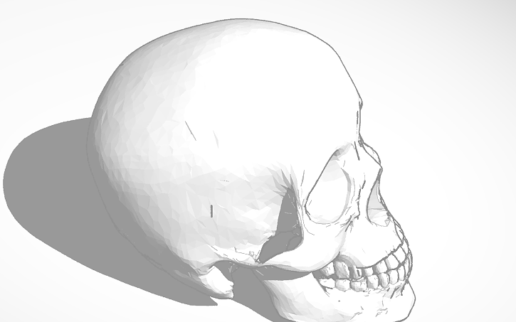 3D design Skull - Tinkercad