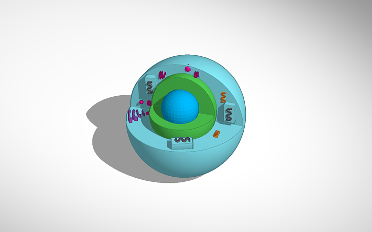 3D design Cell Model | Tinkercad