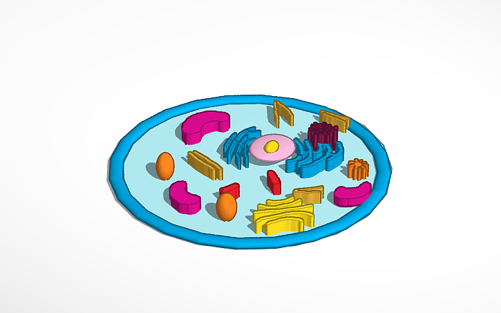 3D design Animal Cell Model | Tinkercad