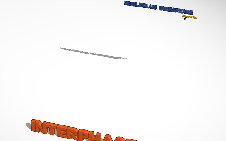 3D design mitosis Interphase - Tinkercad