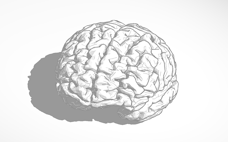 3D design Brain Exhibition - Tinkercad