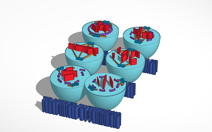 3D design mitosis bio proect - Tinkercad
