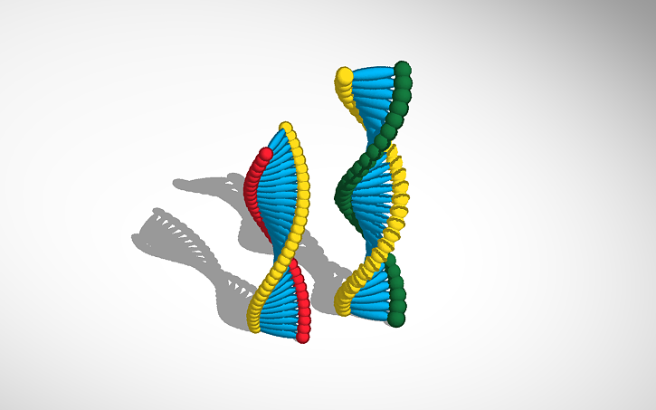 3D design dna | Tinkercad