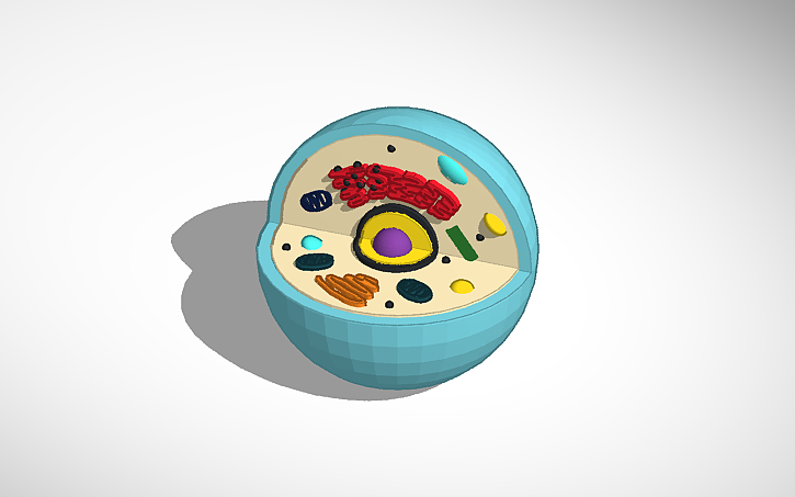 3D design Animal Cell 3D Model - Tinkercad