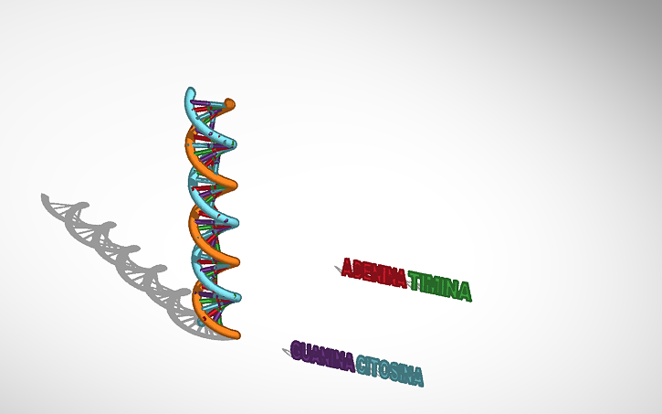 3D design ADN - Tinkercad