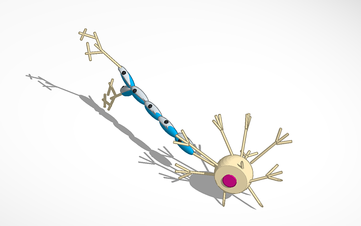 3D design Challenge A Neuron | Tinkercad