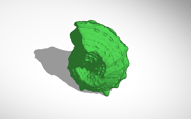 3D design Sea Shell Bank x3 - Tinkercad