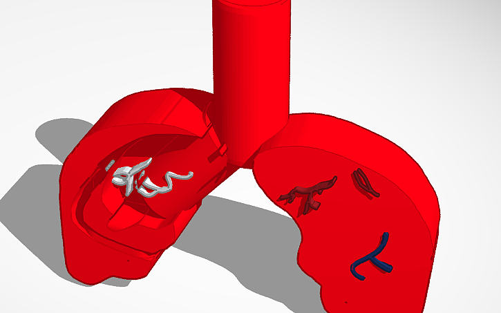 3D design pulmon xd - Tinkercad