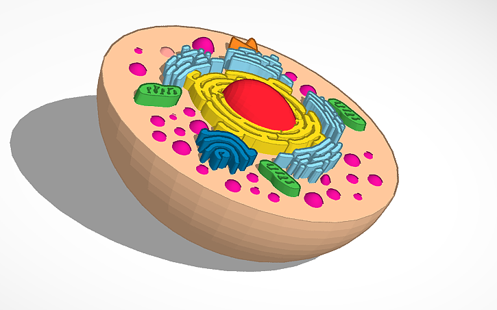 3D design Human Cell Model of Bio Boyz - Tinkercad