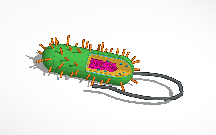 3D design Prokaryotic Cell - Tinkercad