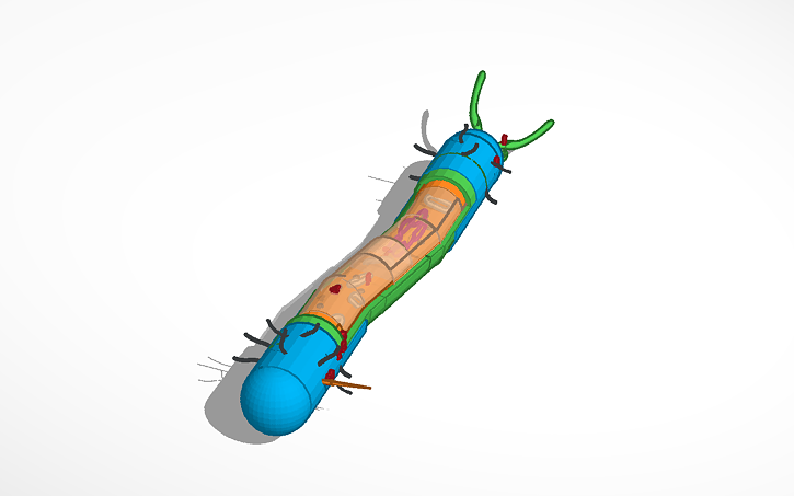 3D design Bacteria (H. Pylori) - Tinkercad