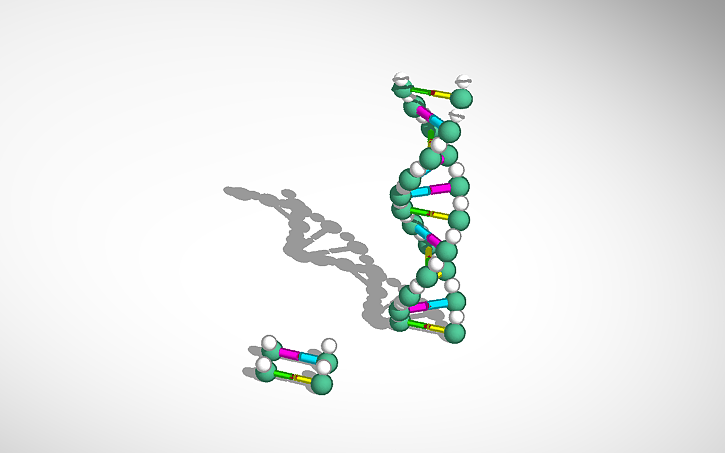 3D design dna model final by aidan - Tinkercad