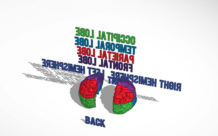 3d Design Brain Tinkercad