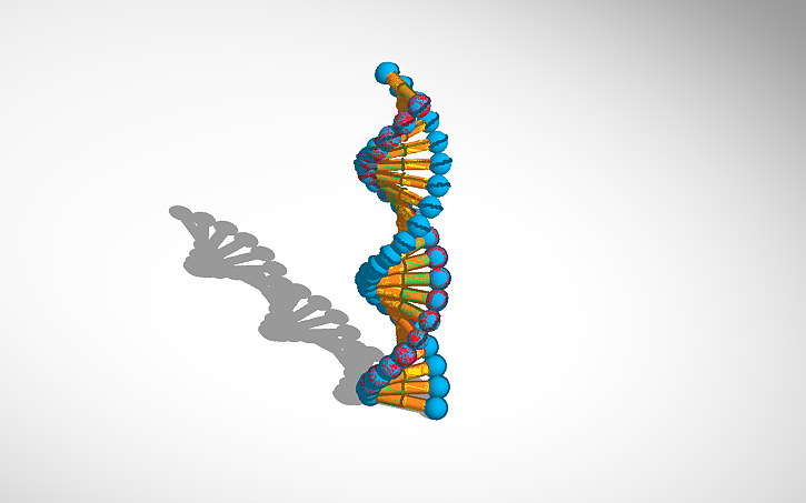 3D design DNA | Tinkercad